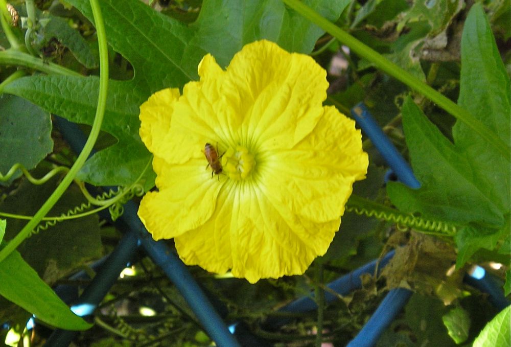 Luffas – Grow Your Own Bath Sponge – Jerry Coleby-Williams