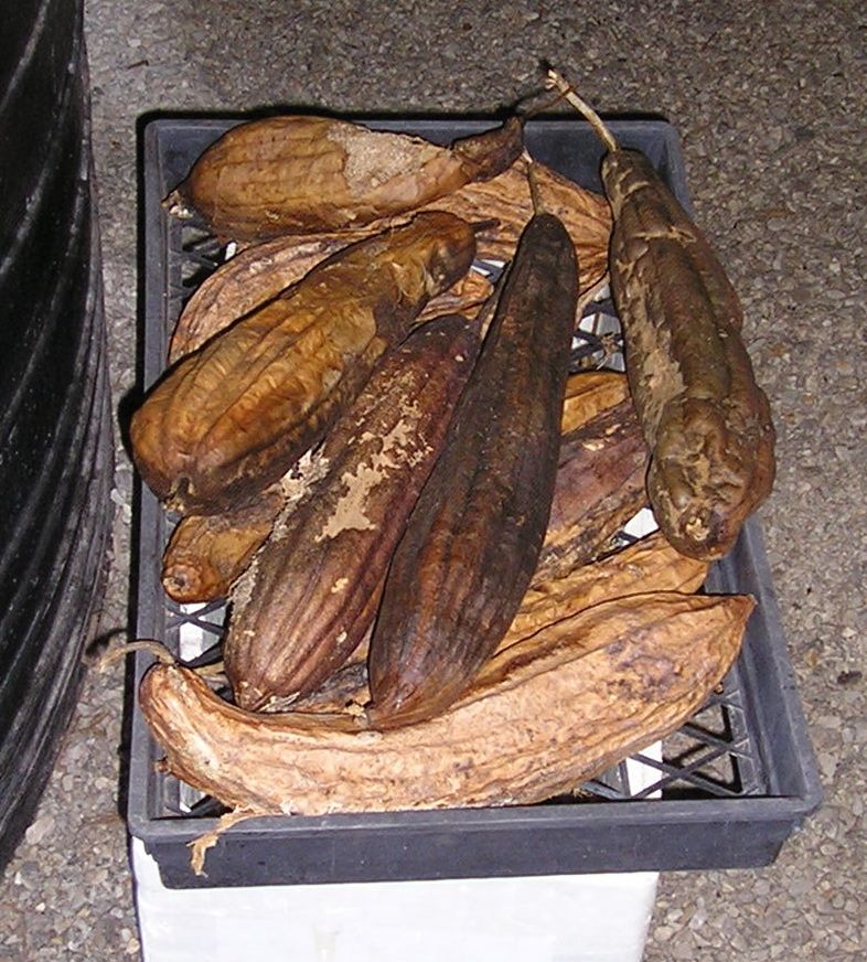 Luffas – Grow Your Own Bath Sponge – Jerry Coleby-Williams