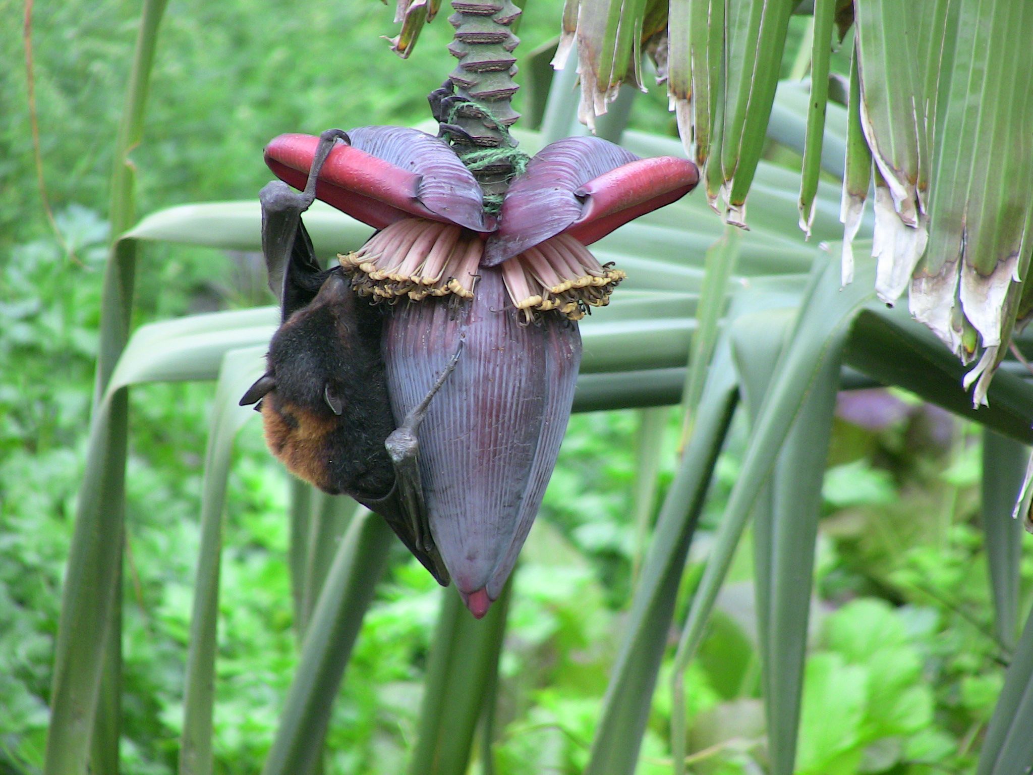 Queensland’s Flying Foxes Are Starving – Again – Jerry Coleby-Williams