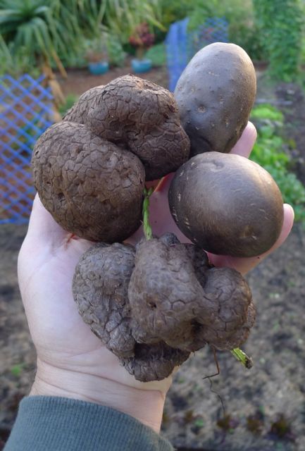 More Yam Please: Growing Alternatives To Potato – Jerry Coleby-Williams