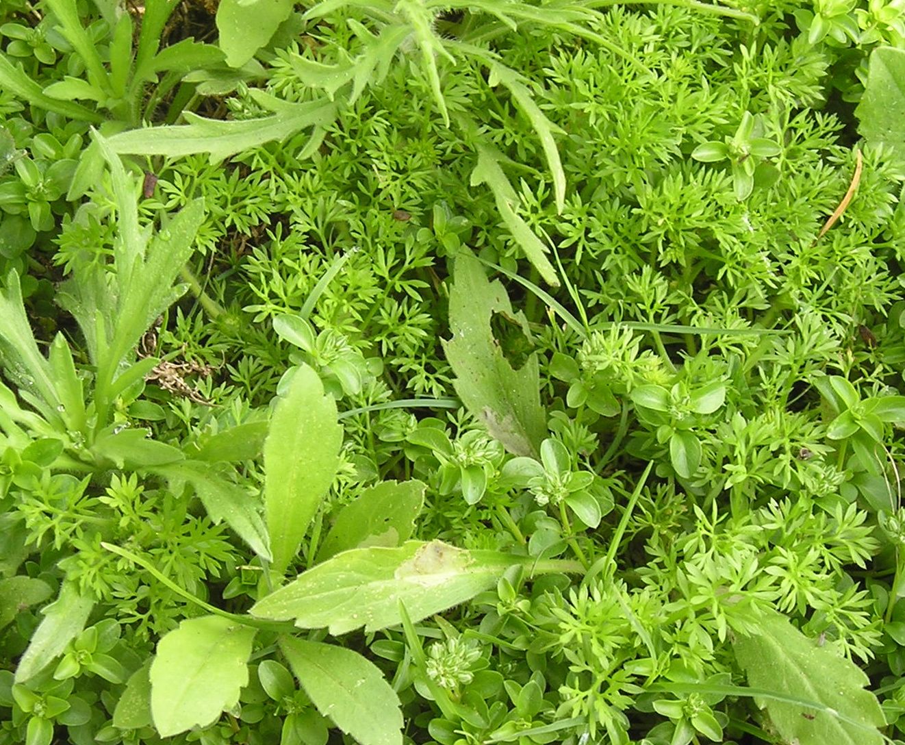 Listen To Bindii…And Say Farewell To Khaki Weed – Jerry Coleby-Williams