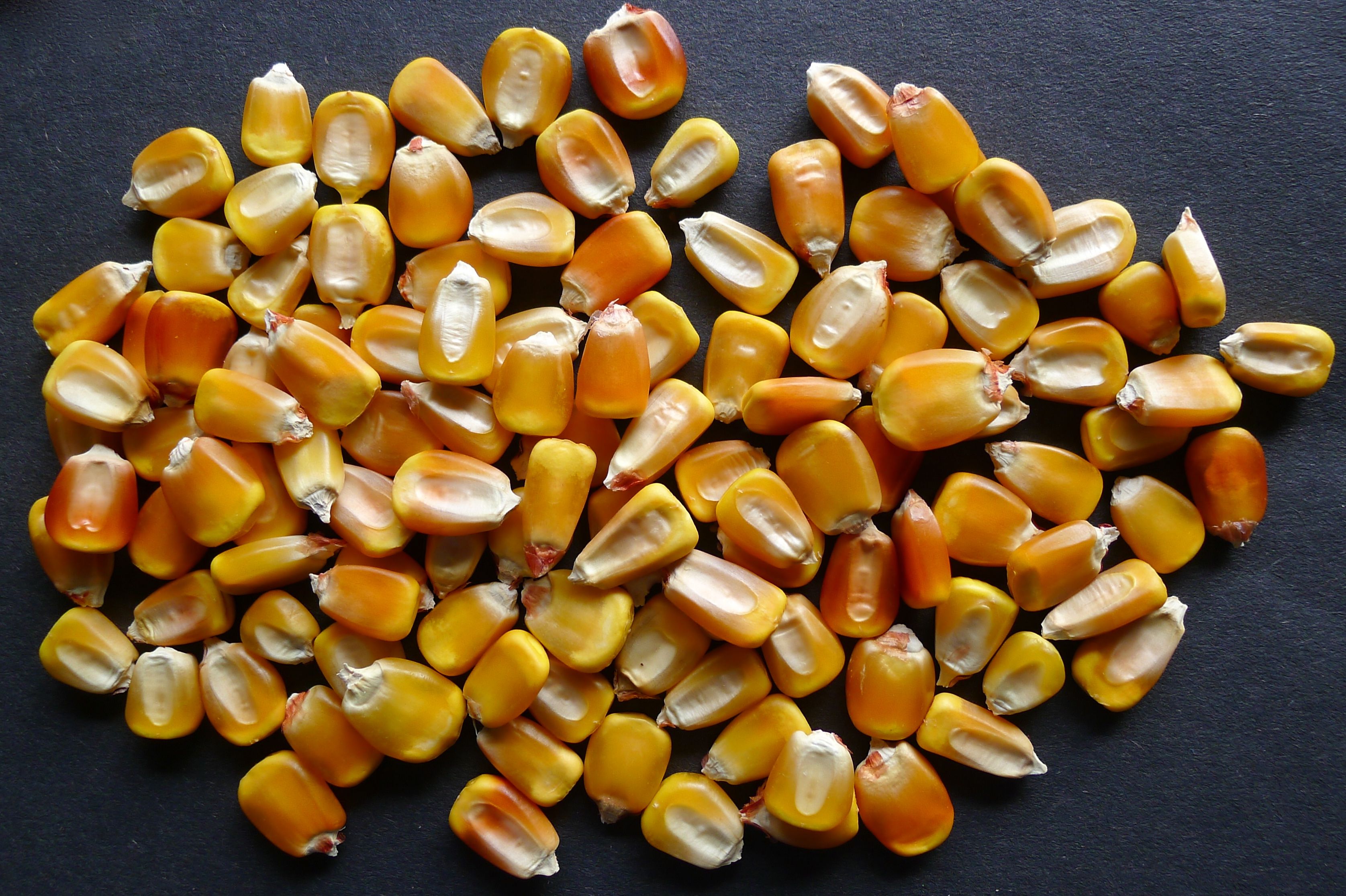 Corn, Zea mays ‘Manning Pride’ – Jerry Coleby-Williams