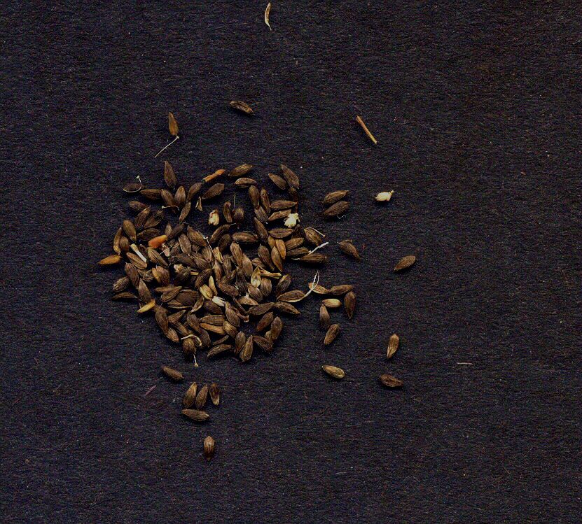 Seed Gallery – Jerry Coleby-Williams