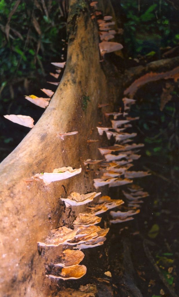 Favourite Fungi – Jerry Coleby-Williams