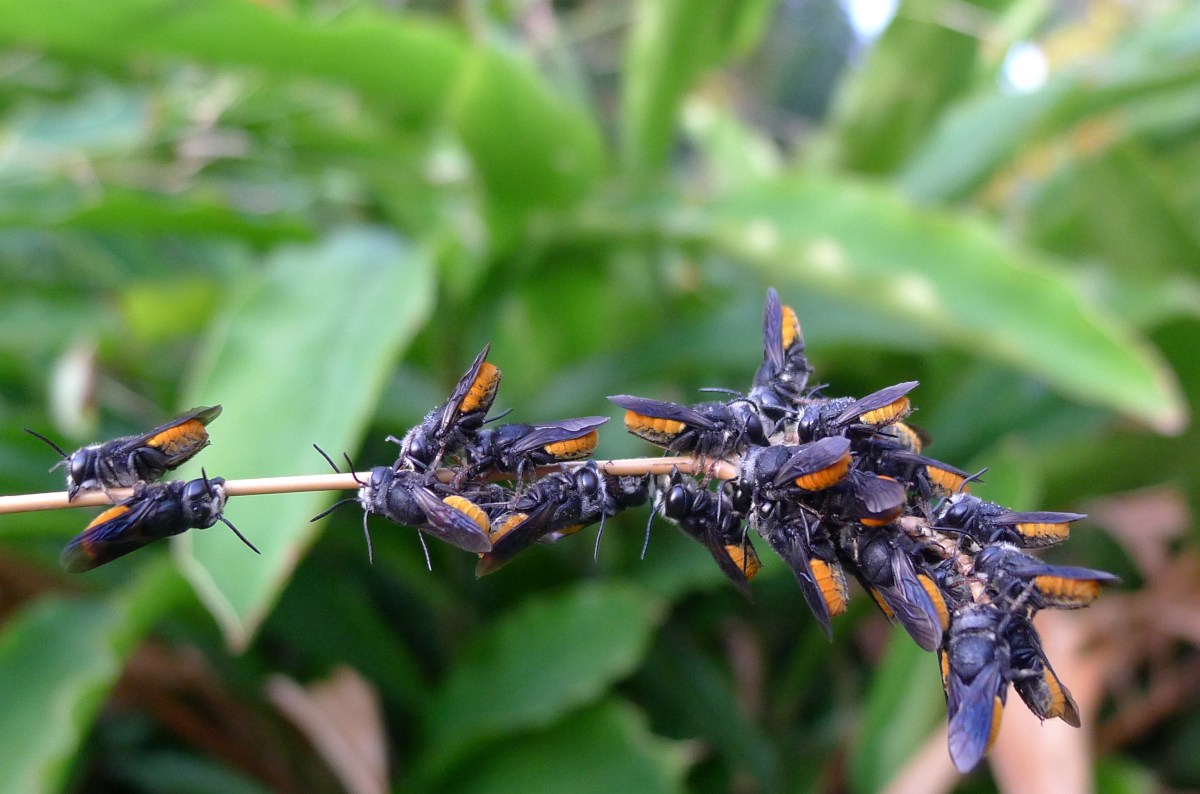 Bee and Wasp Gallery – Jerry Coleby-Williams