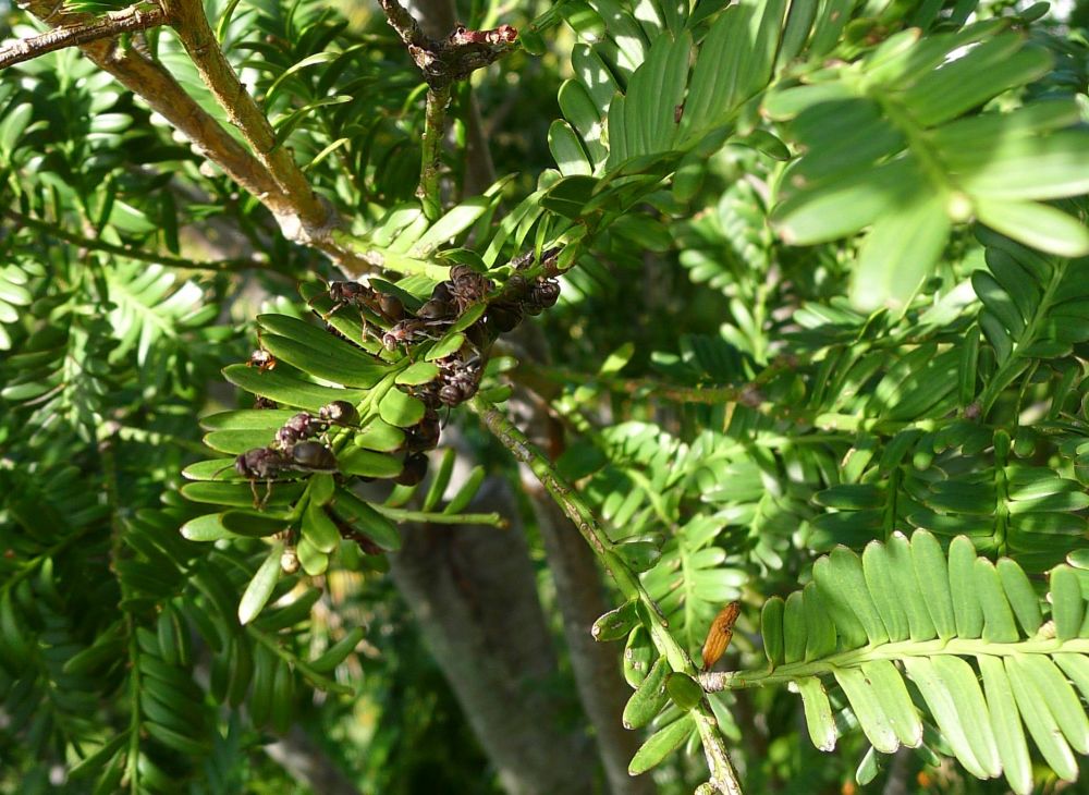 Bee and Wasp Gallery – Jerry Coleby-Williams