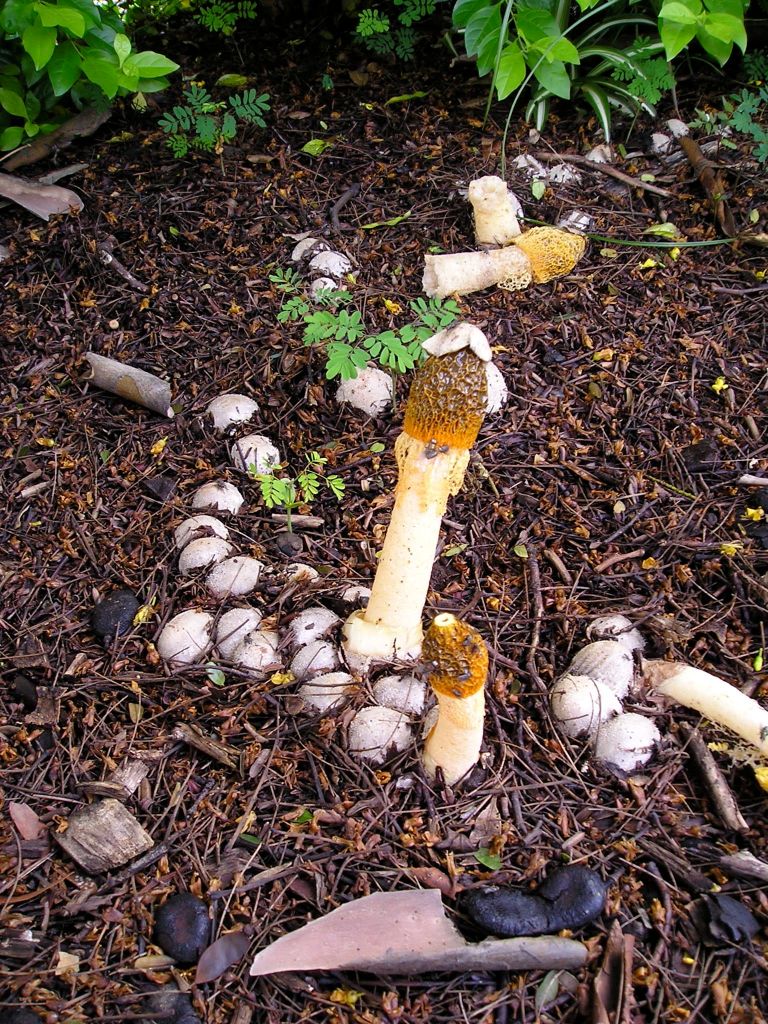 Favourite Fungi – Jerry Coleby-Williams