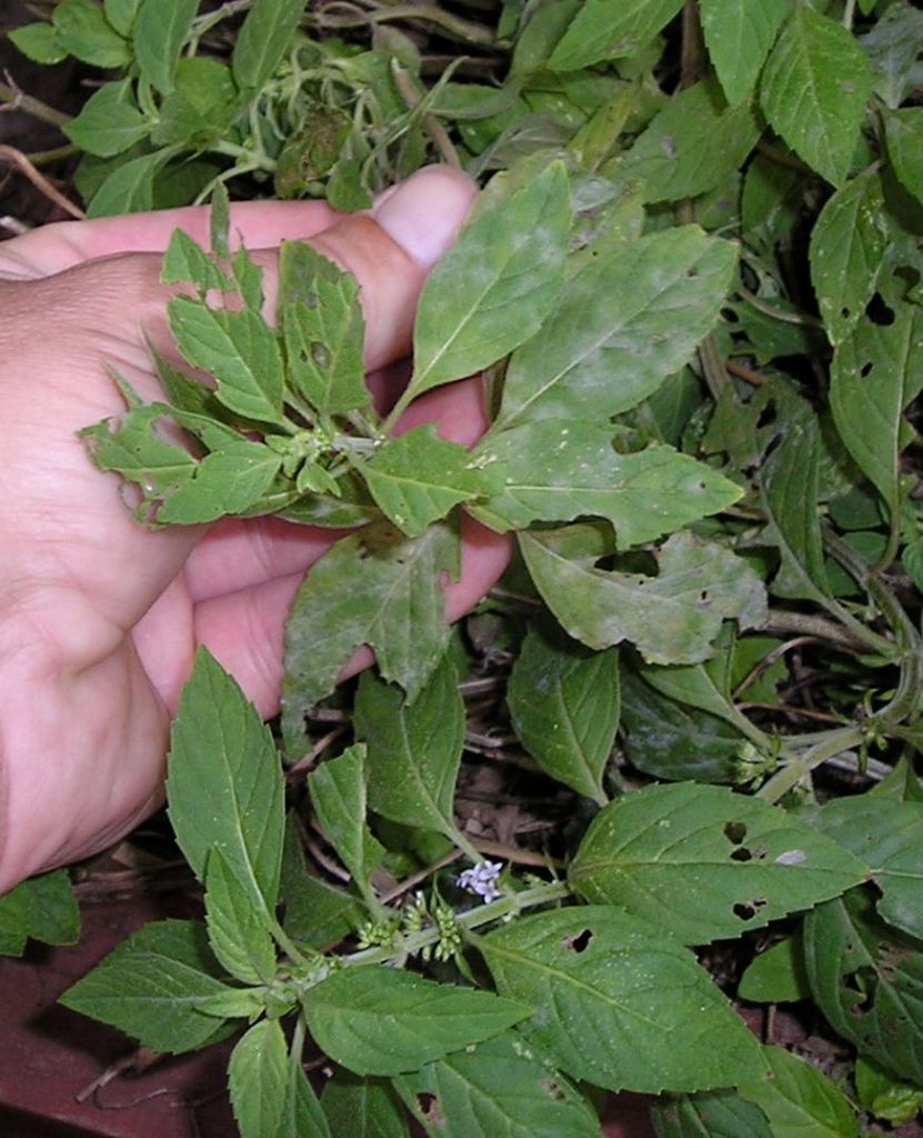 Favourite Fungi – Jerry Coleby-Williams