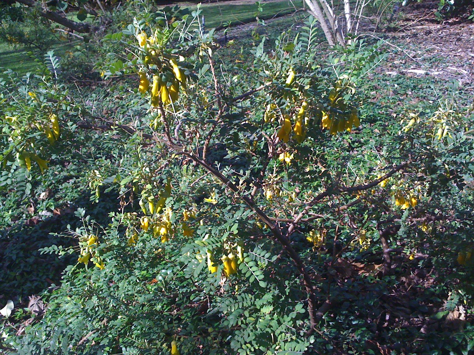 Sophora toromiro flowers – 1 – Jerry Coleby-Williams