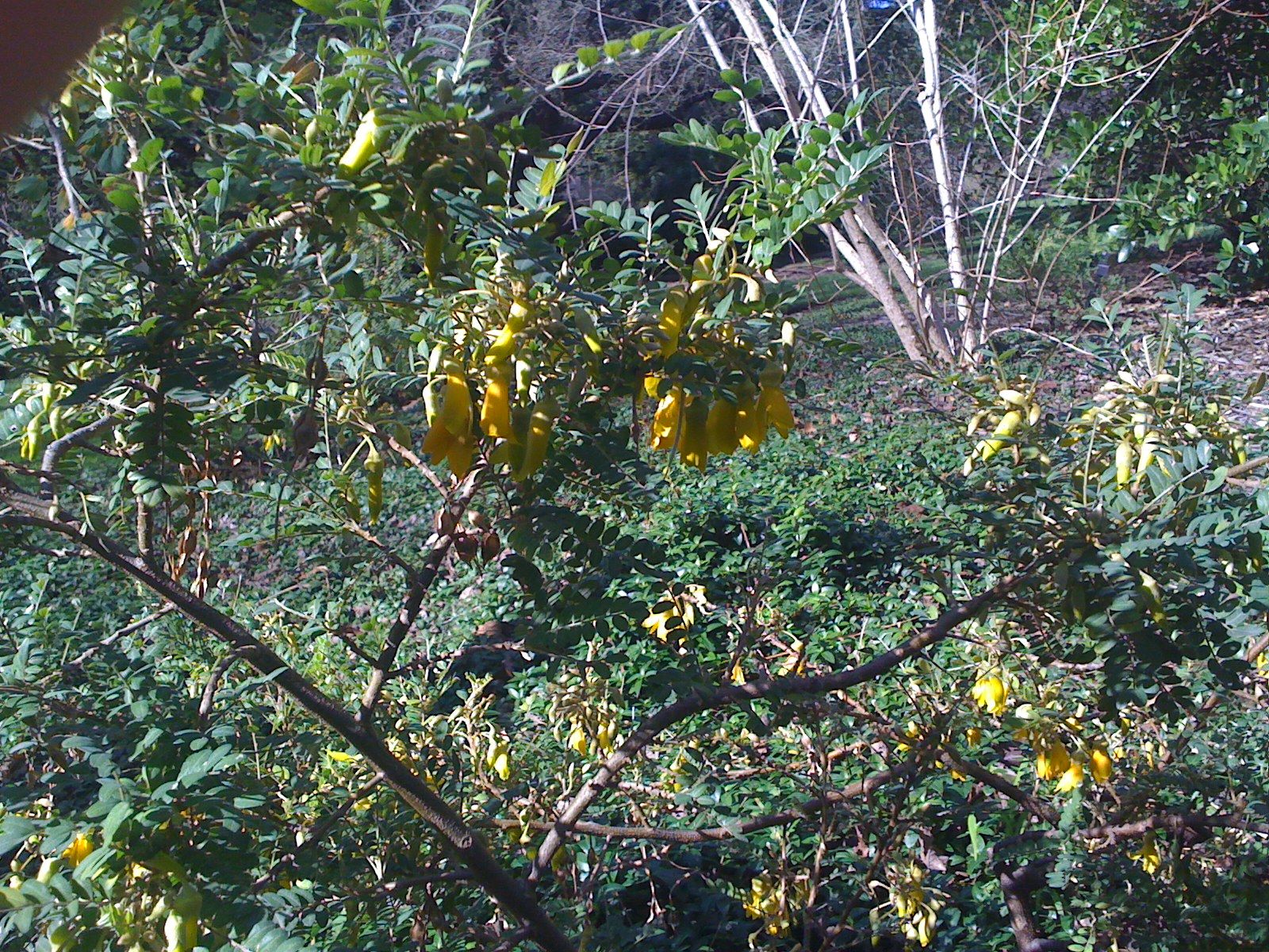 Sophora toromiro flowers – 2 – Jerry Coleby-Williams