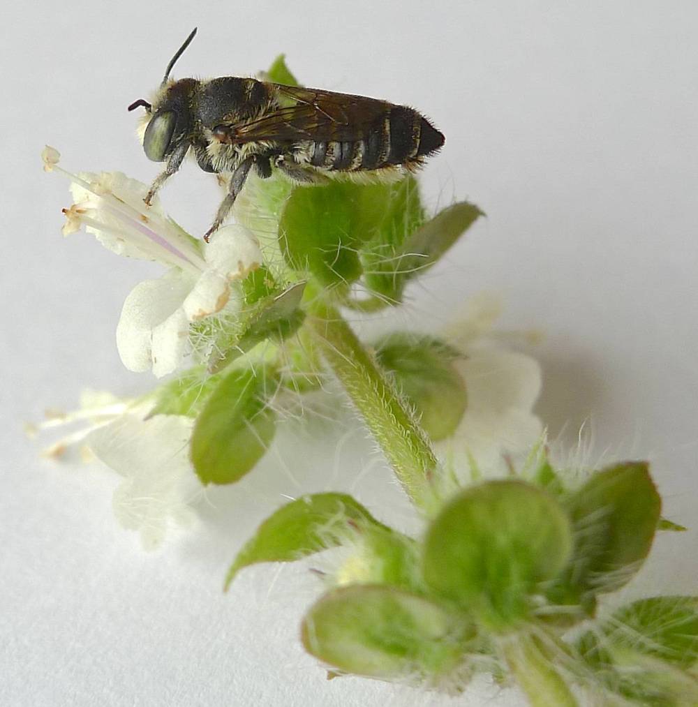 Bee and Wasp Gallery – Jerry Coleby-Williams