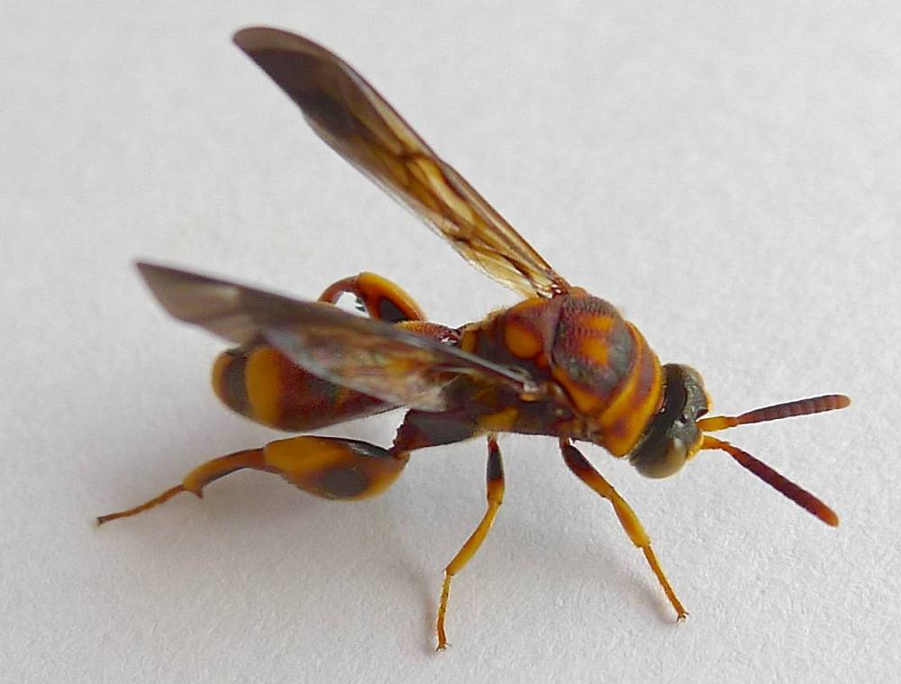 Bee and Wasp Gallery – Jerry Coleby-Williams