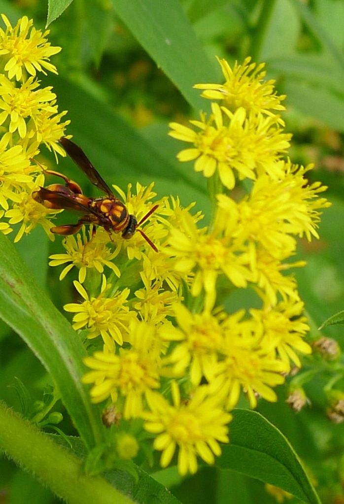 Bee and Wasp Gallery – Jerry Coleby-Williams