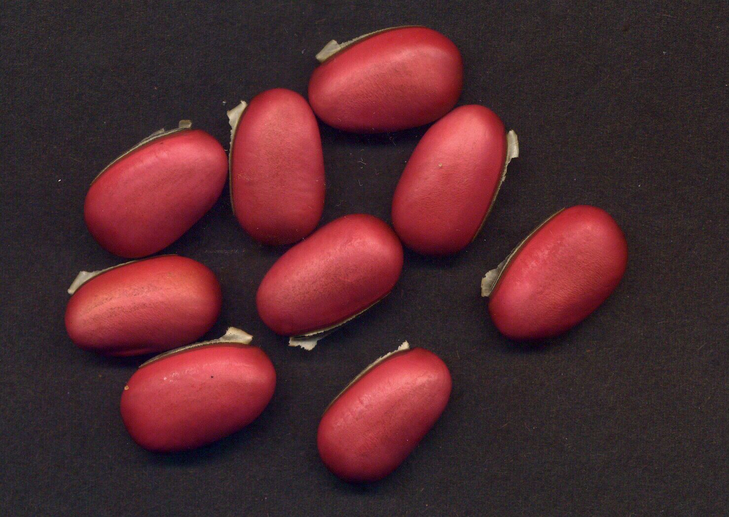 Sword bean seed, Canavalia gladiata – Jerry Coleby-Williams
