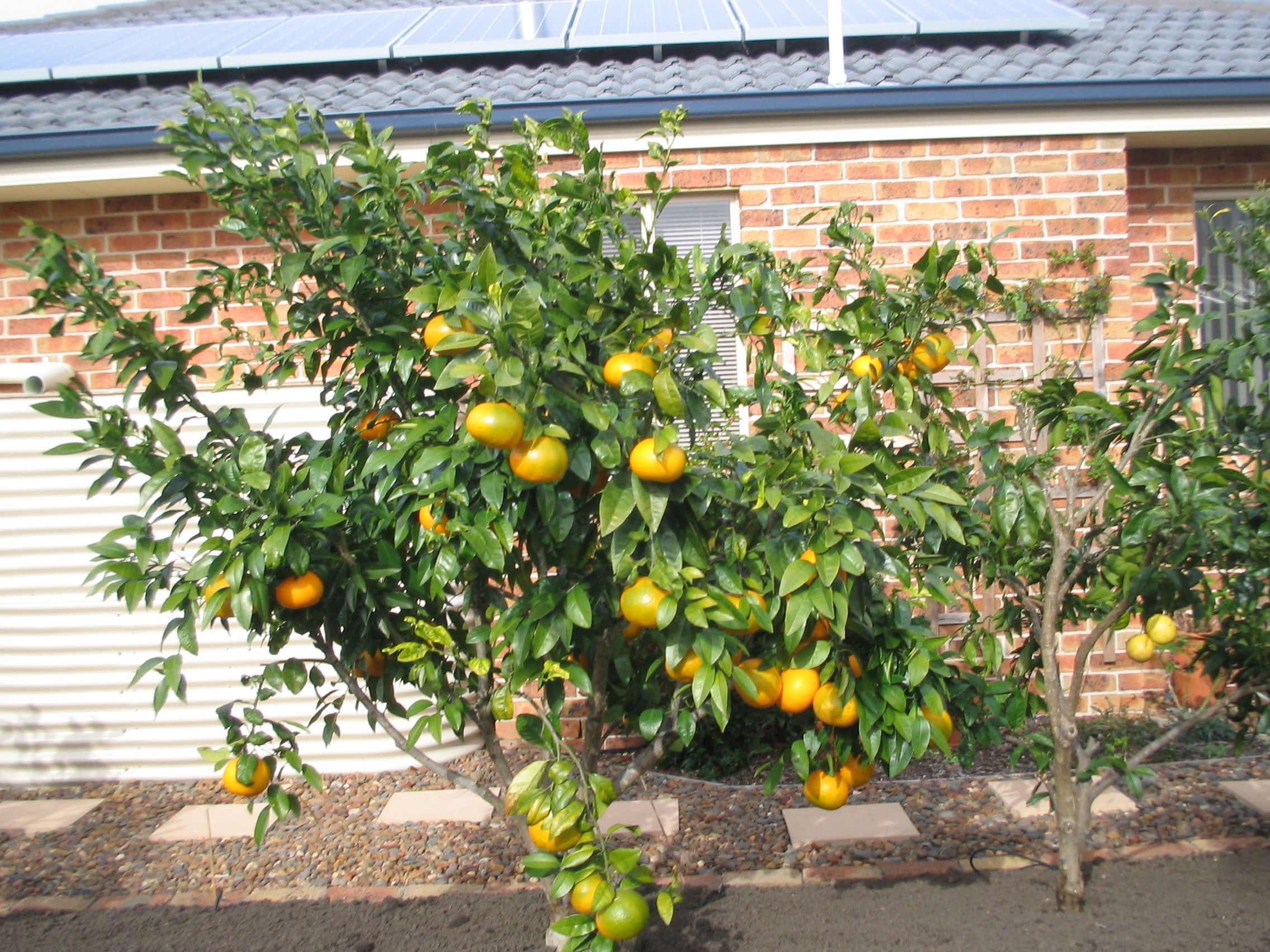 Citrus: Avoiding The ‘Danger Zone’ To Achieve Abundance – Jerry Coleby ...