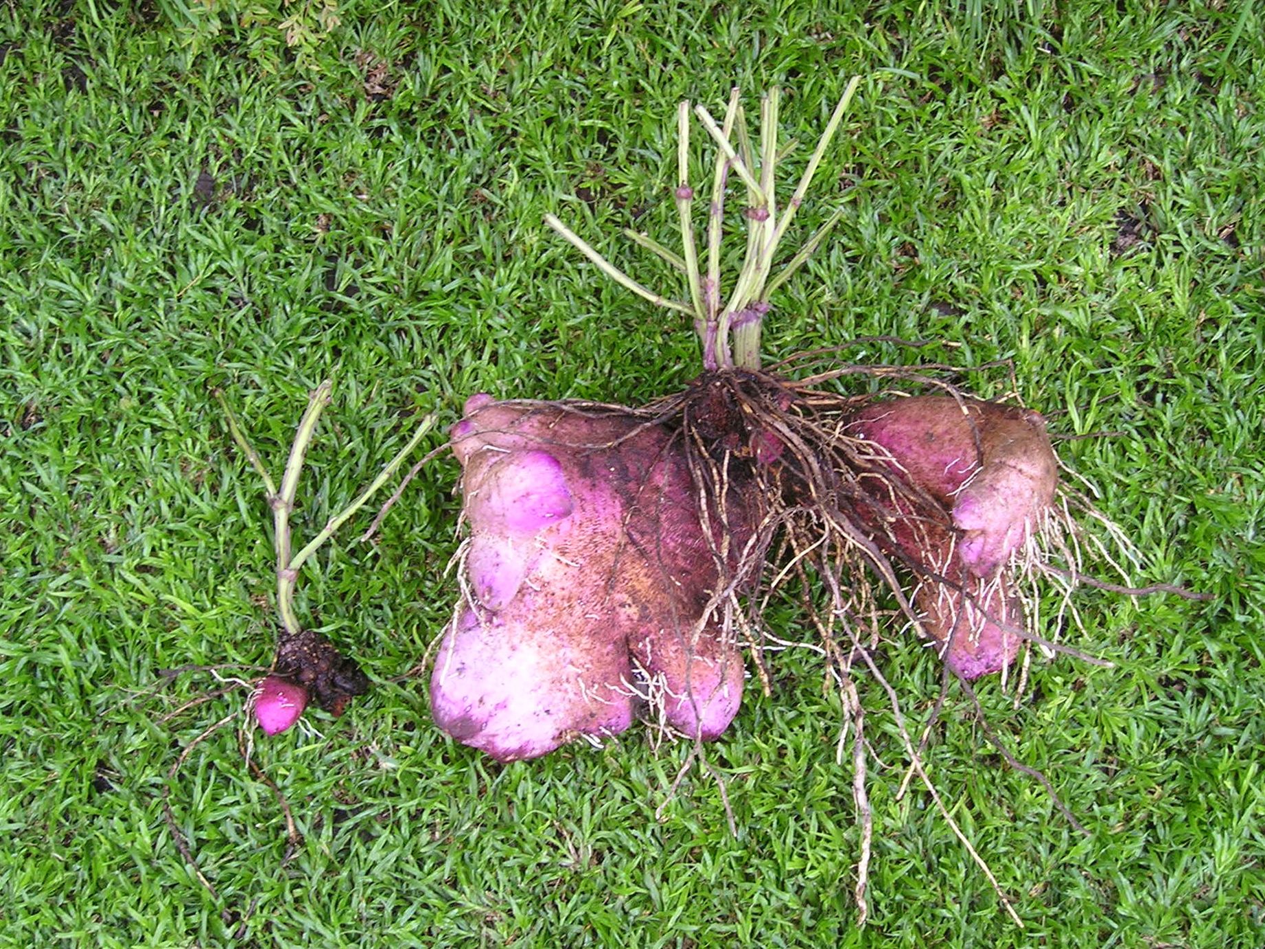 More Yam Please: Growing Alternatives To Potato – Jerry Coleby-Williams