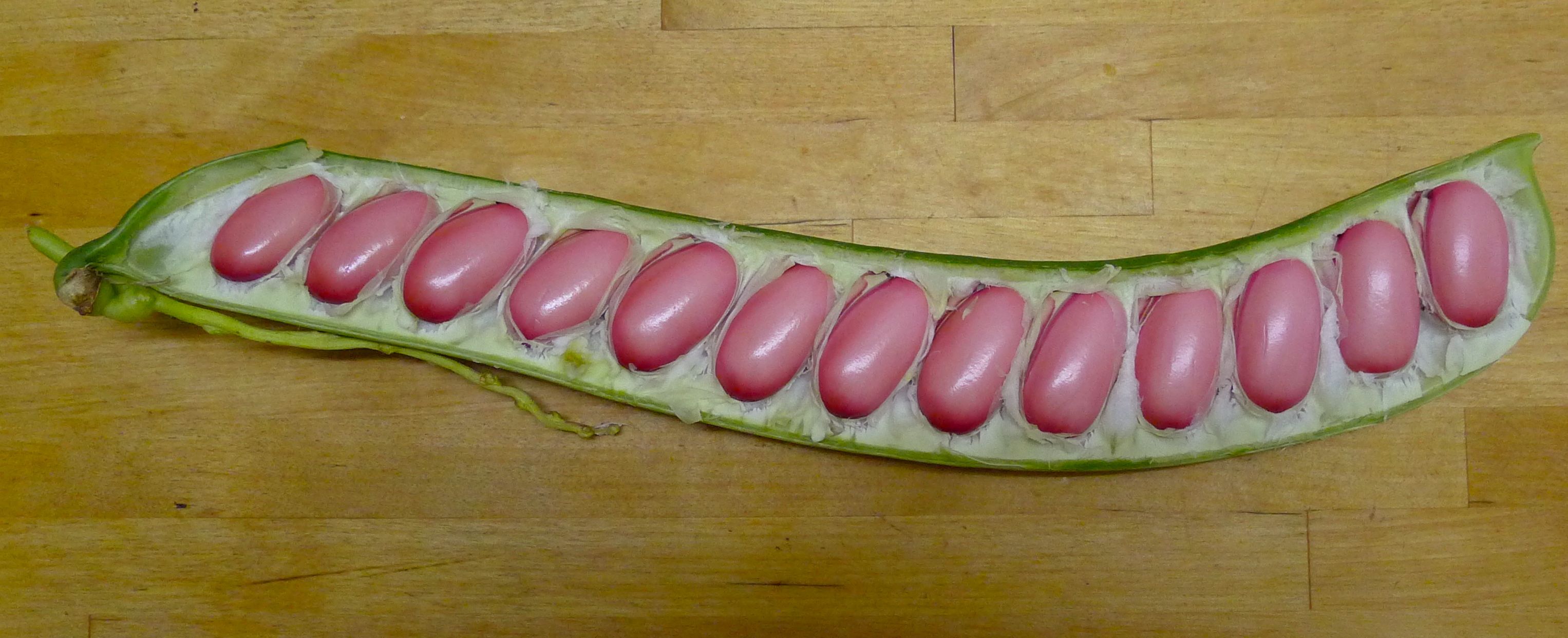 Sword bean, Canavalia gladiata – 1 – Jerry Coleby-Williams