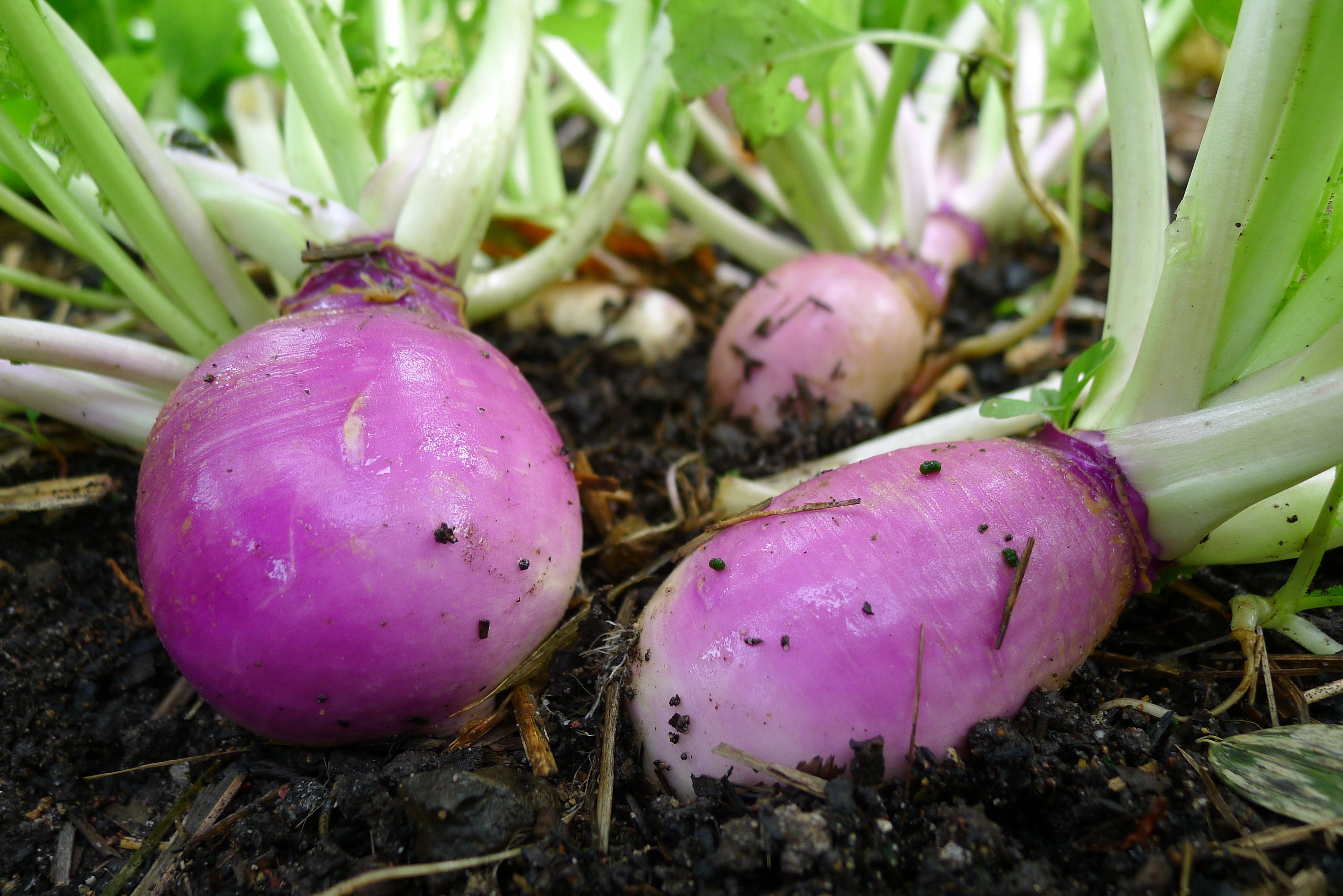 Turnip, Brassica rapa subsp. rapa ‘Early Purple’ – 1 – Jerry Coleby ...
