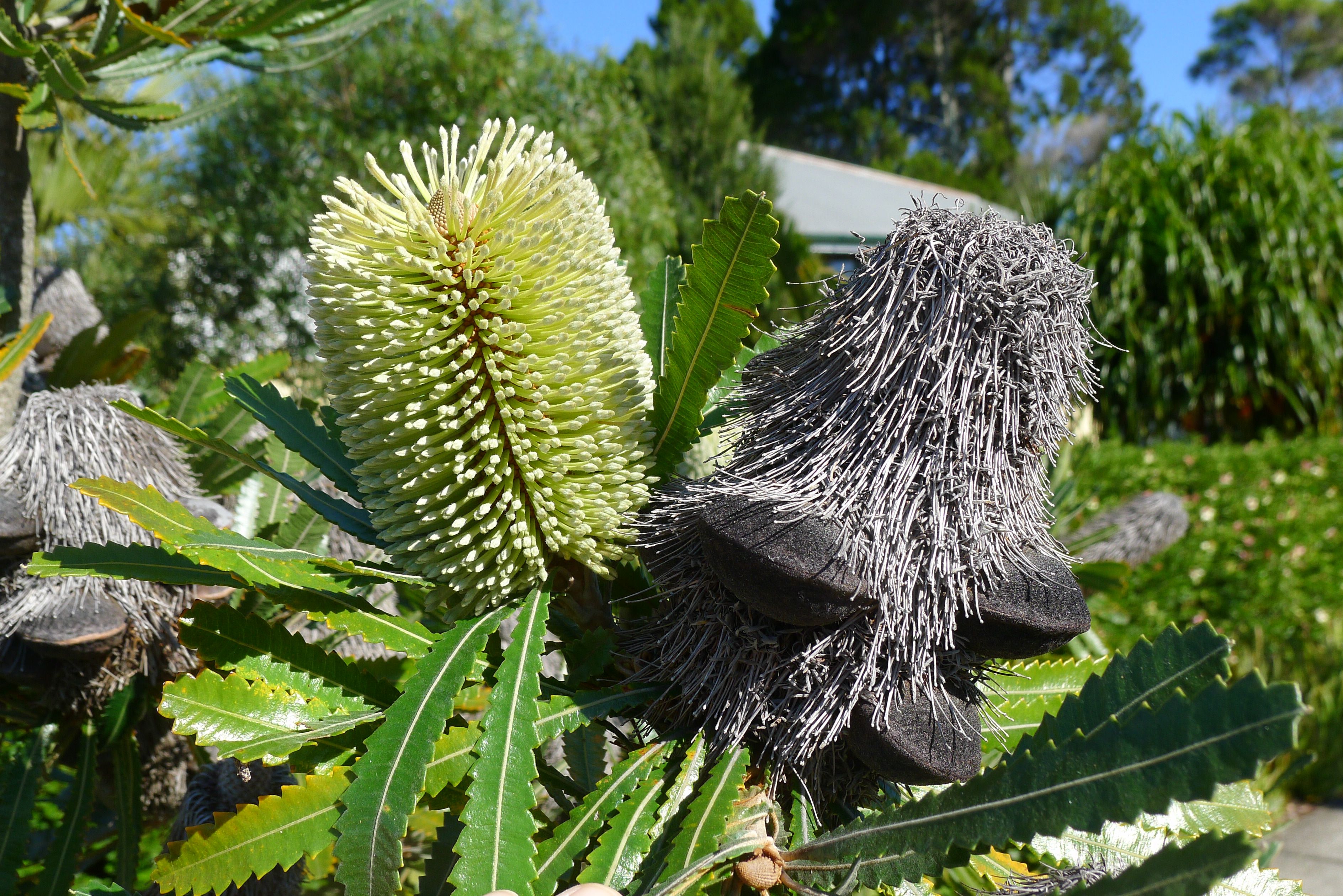 Wallum banksia, Banksia aemula – 3 – Jerry Coleby-Williams