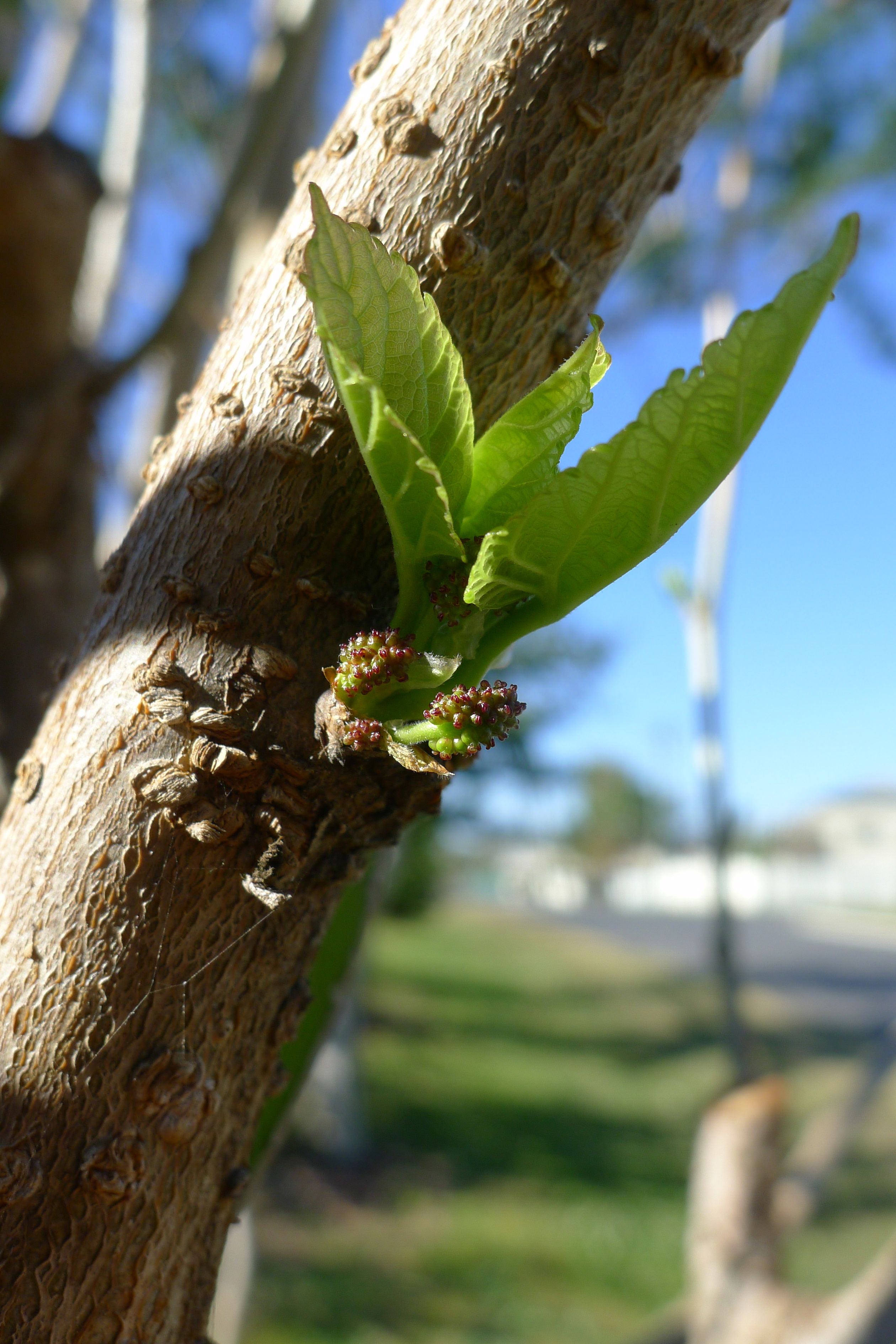 White mulberry, Morus alba – 2 – Jerry Coleby-Williams