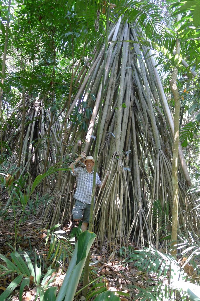 Jerry with native Pandanus @ Nature Park – 2 – Jerry Coleby-Williams