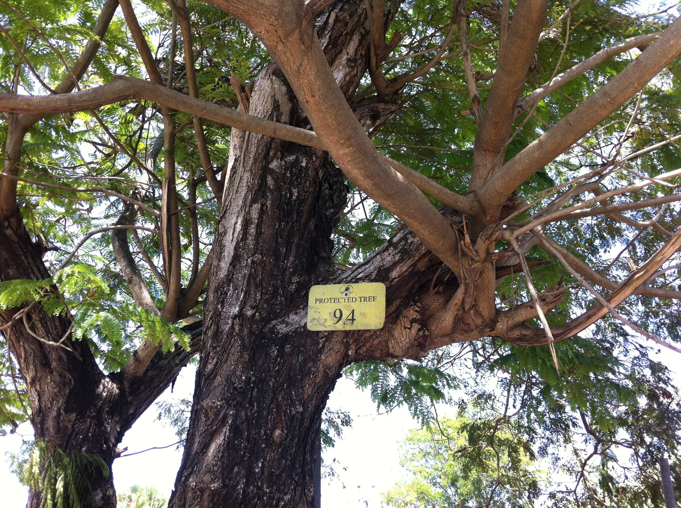 Protected tree: Peltophorum pterocarpum, Boroko – 1 – Jerry Coleby-Williams