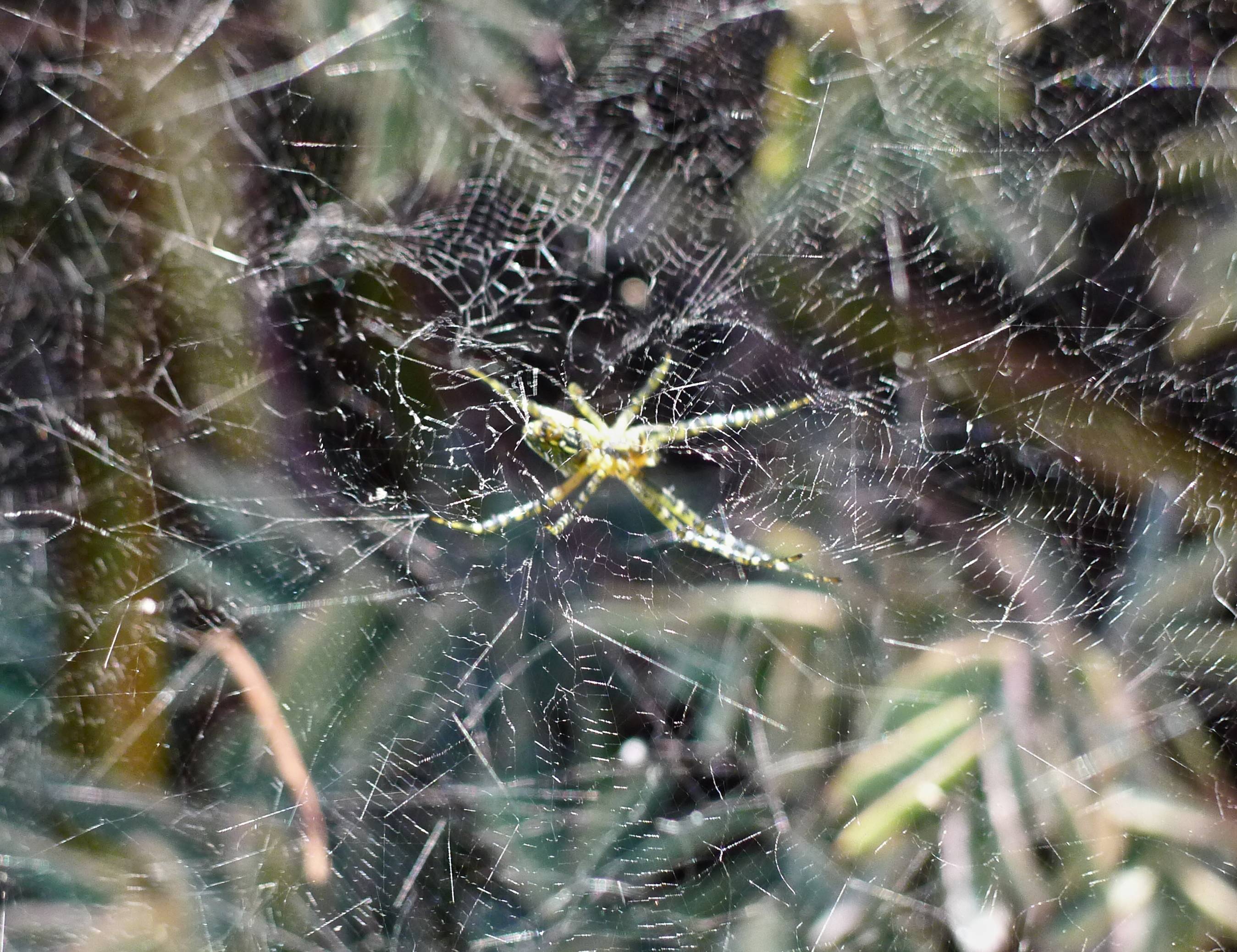 Tent spiders by partial eclipse – 5 – Jerry Coleby-Williams