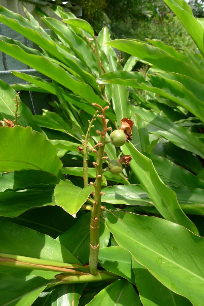 Seeking True Cardamom – Jerry Coleby-Williams