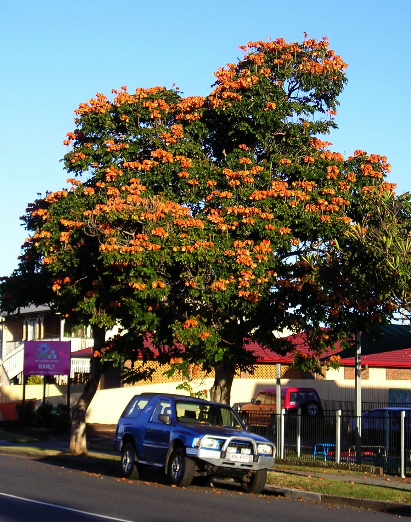 African Tulip tree, Spathodea campanulata – Jerry Coleby-Williams