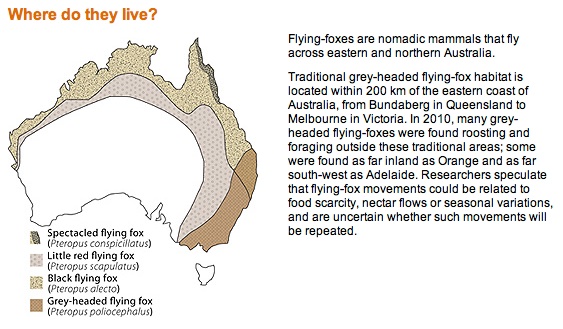 Favourite Flying Fox Food Trees: What To Plant – Jerry Coleby-Williams
