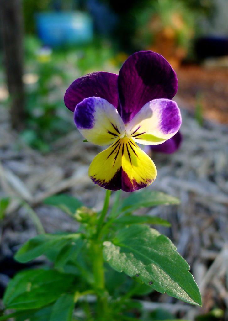 Plant Heartsease For World Elder Abuse Awareness Day – Jerry Coleby ...