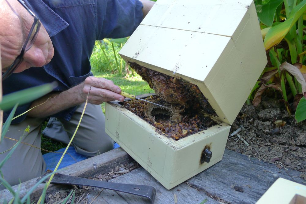 Stingless native bee, Tetragonula carbonaria/ hive split – 01 – Jerry ...