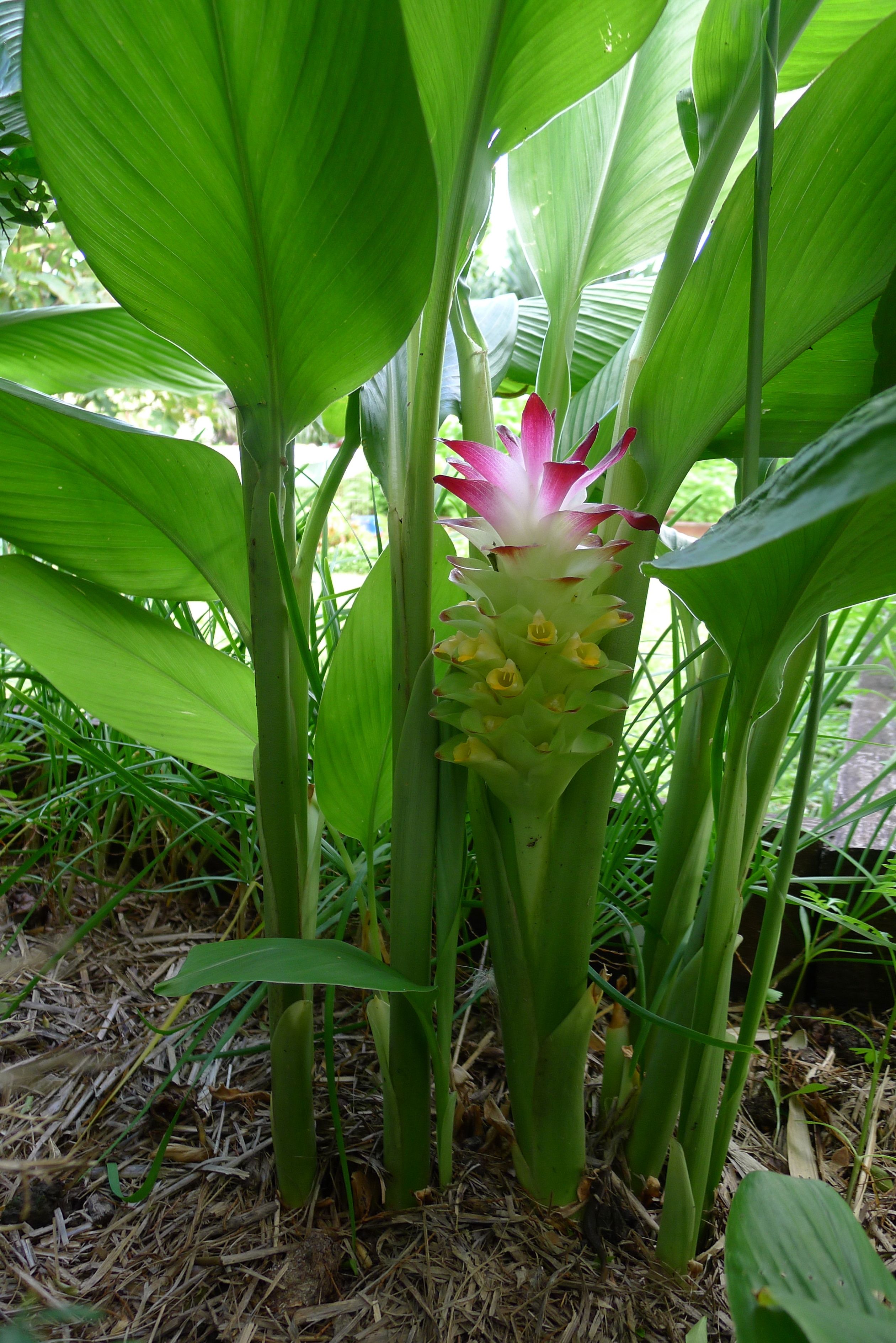 Turmeric, Curcuma longa – 1 – Jerry Coleby-Williams