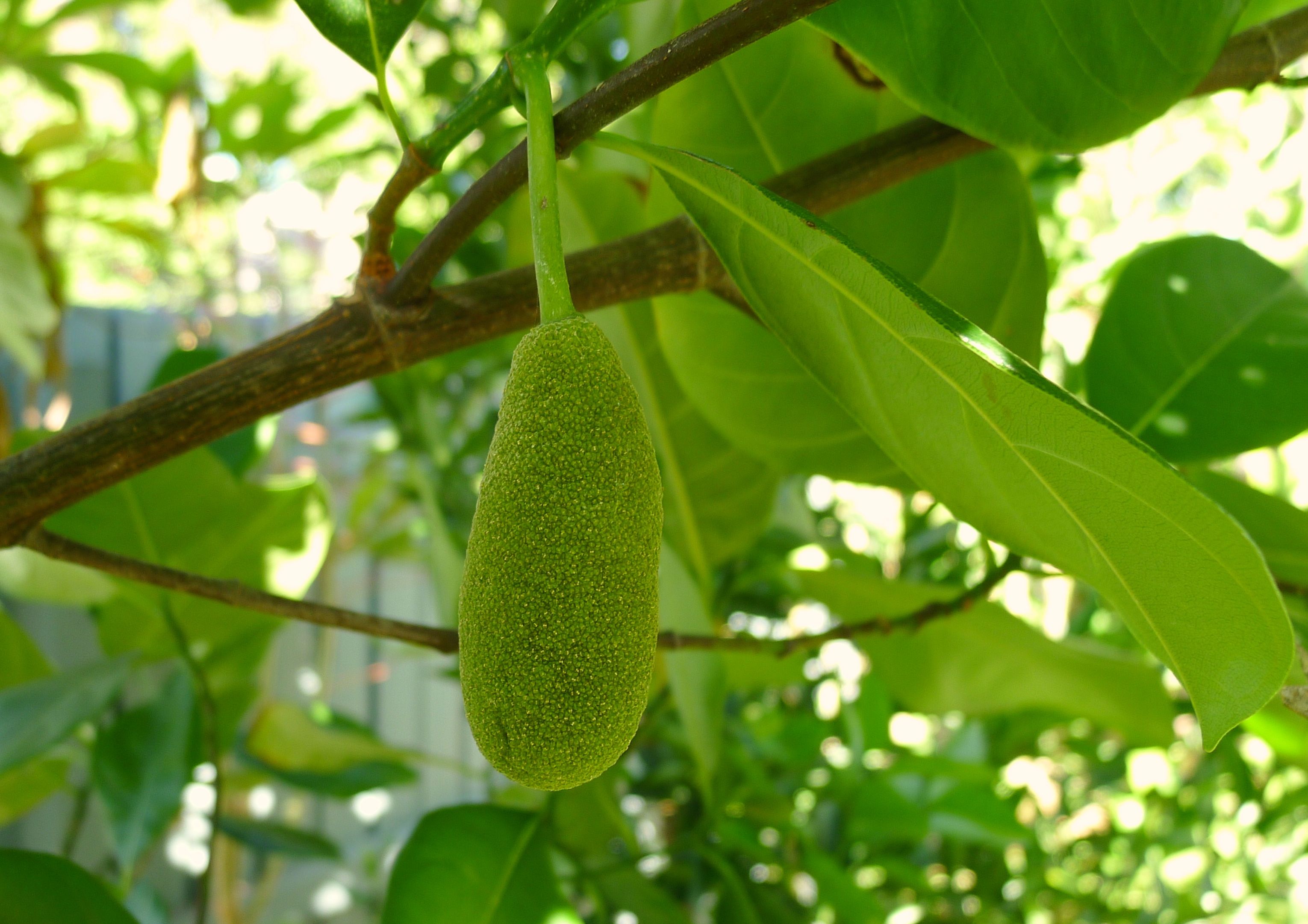 Jackfruit Flower