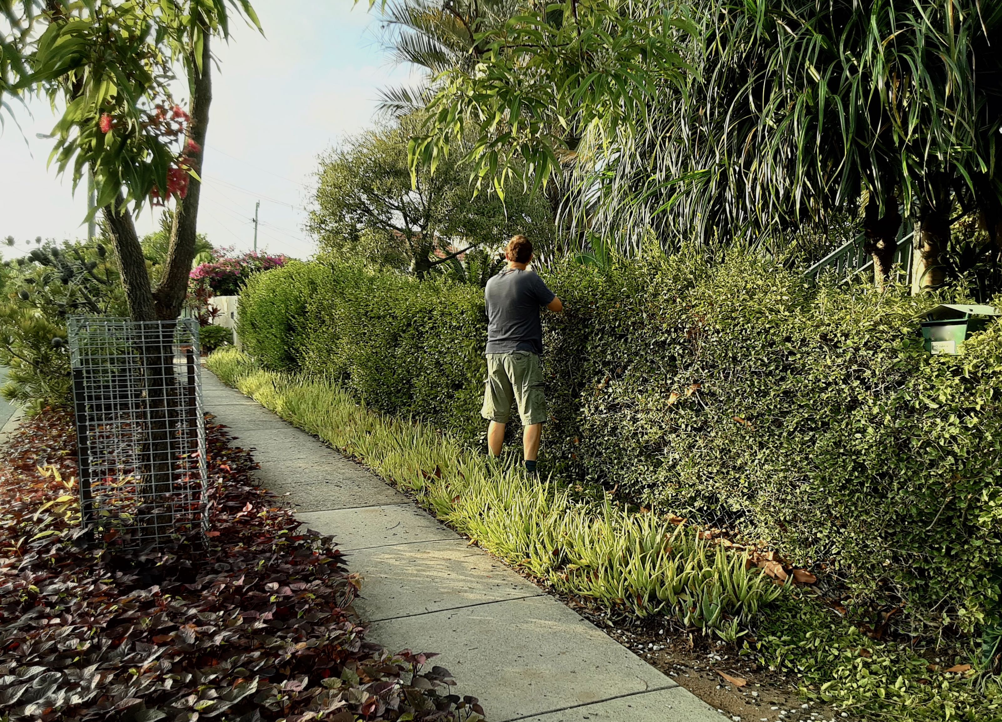 Hedge on the Edge: Is This The Ultimate Hibiscus? – Jerry Coleby-Williams