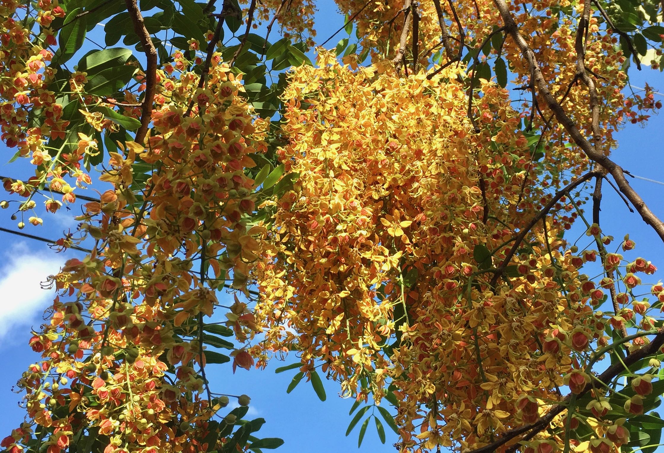 Want A Rainforest Garden? Then Plant Dry, Not Wet… – Jerry Coleby-Williams