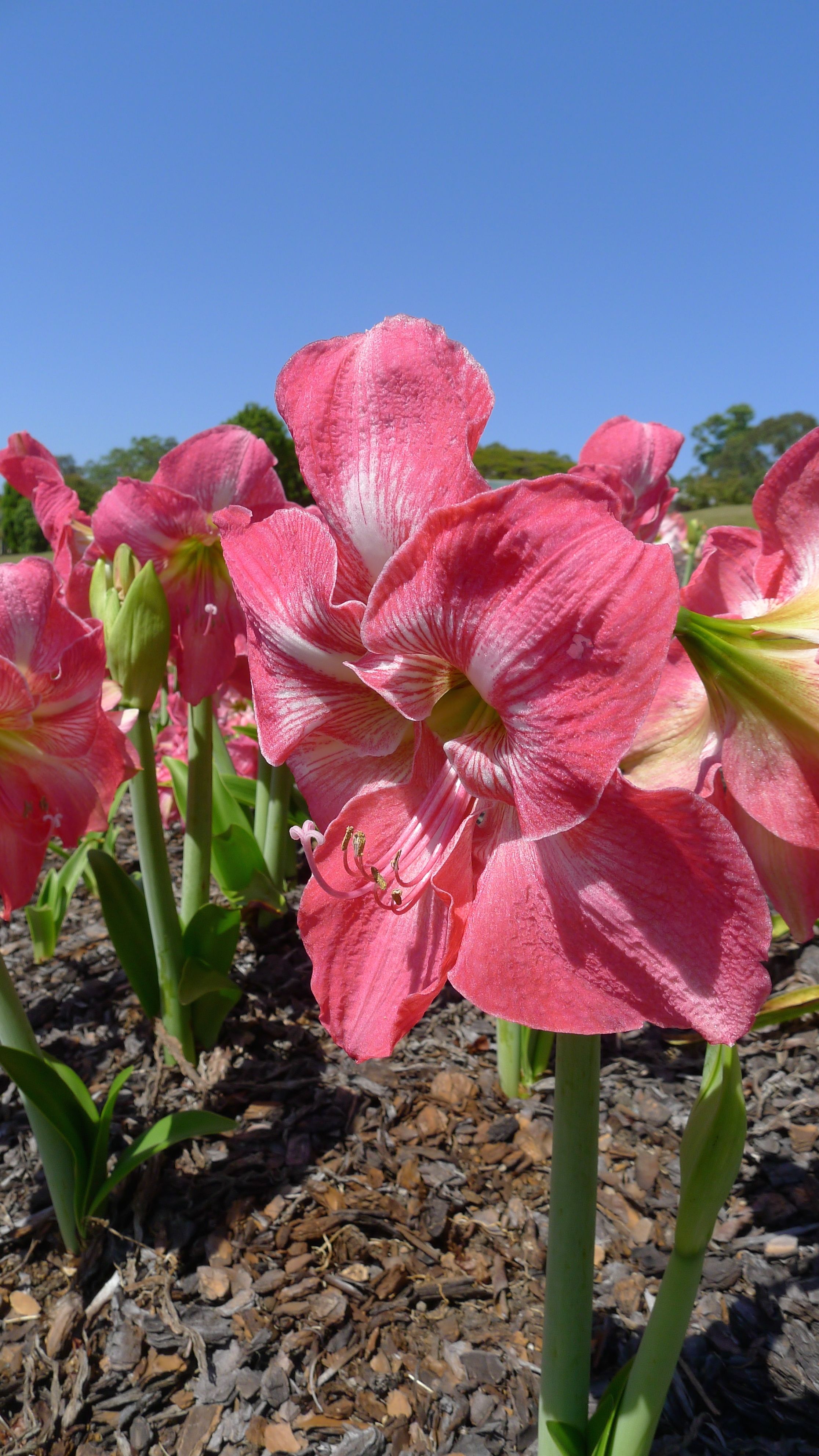 Hippeastrum: Somewhere Over The Rainbow – Jerry Coleby-Williams