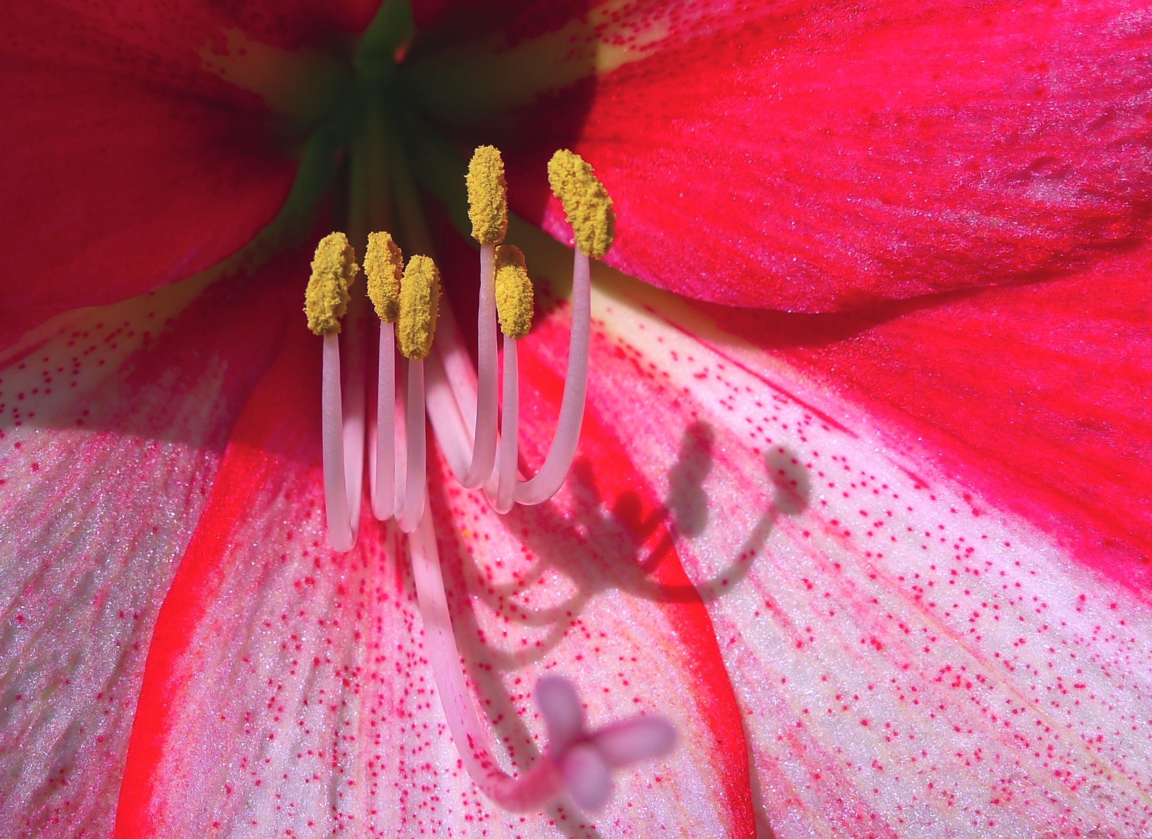 Hippeastrum: Somewhere Over The Rainbow – Jerry Coleby-Williams