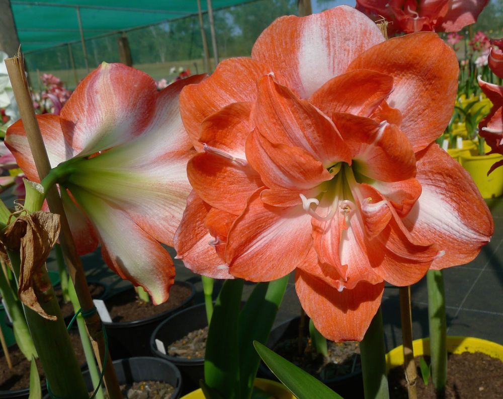 Hippeastrum: Somewhere Over The Rainbow – Jerry Coleby-Williams