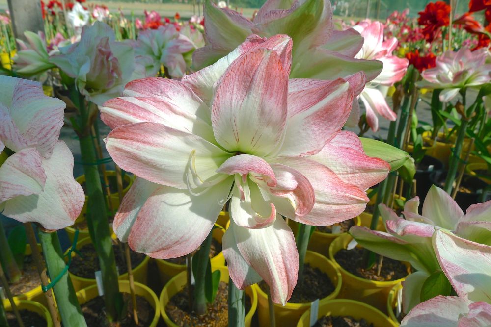 Hippeastrum: Somewhere Over The Rainbow – Jerry Coleby-Williams