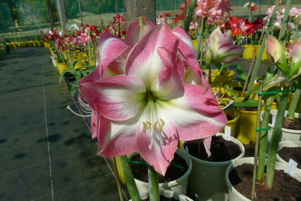 Hippeastrum: Somewhere Over The Rainbow – Jerry Coleby-Williams