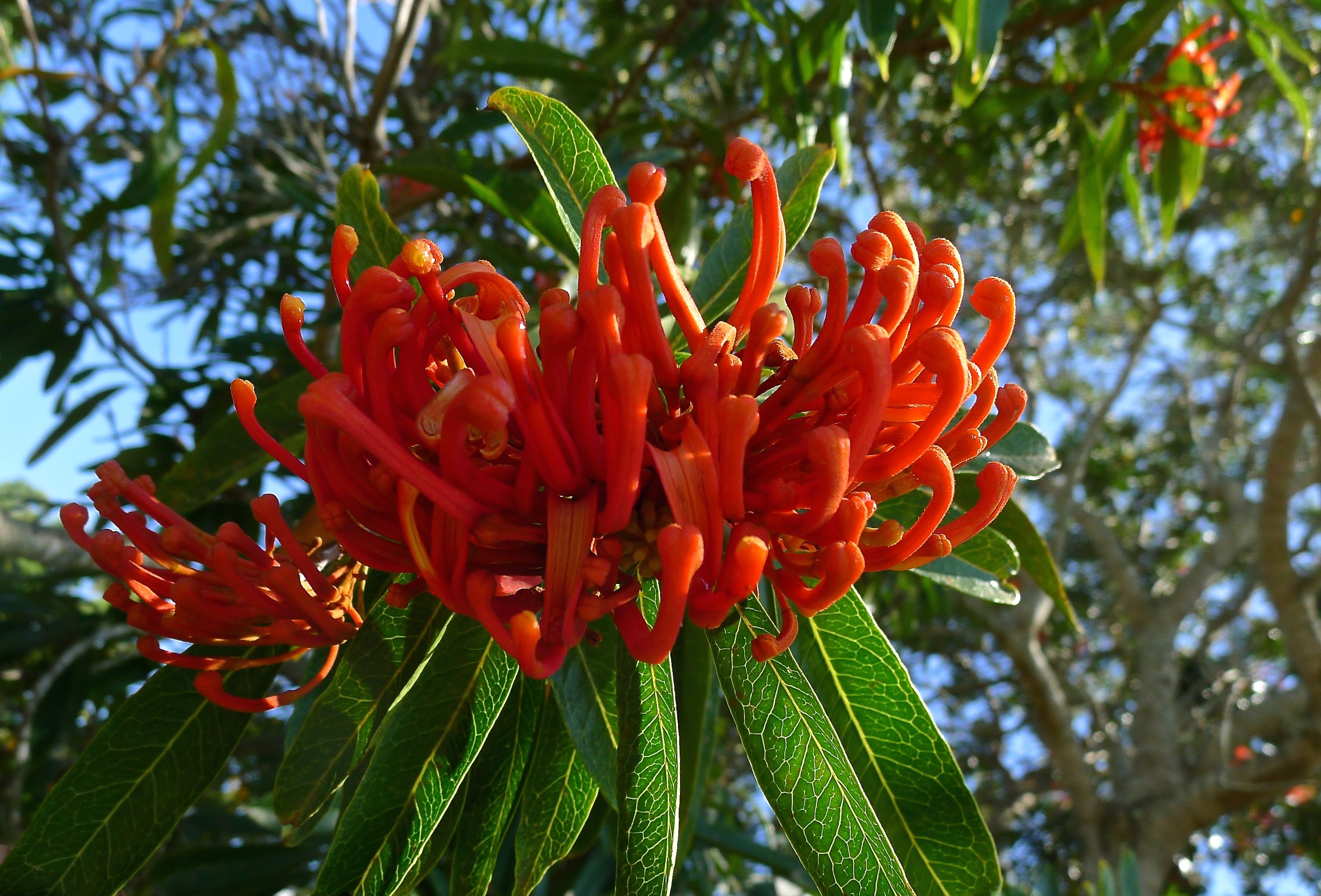 Tree Waratah, Alloxylon flammeum – 2 – Jerry Coleby-Williams