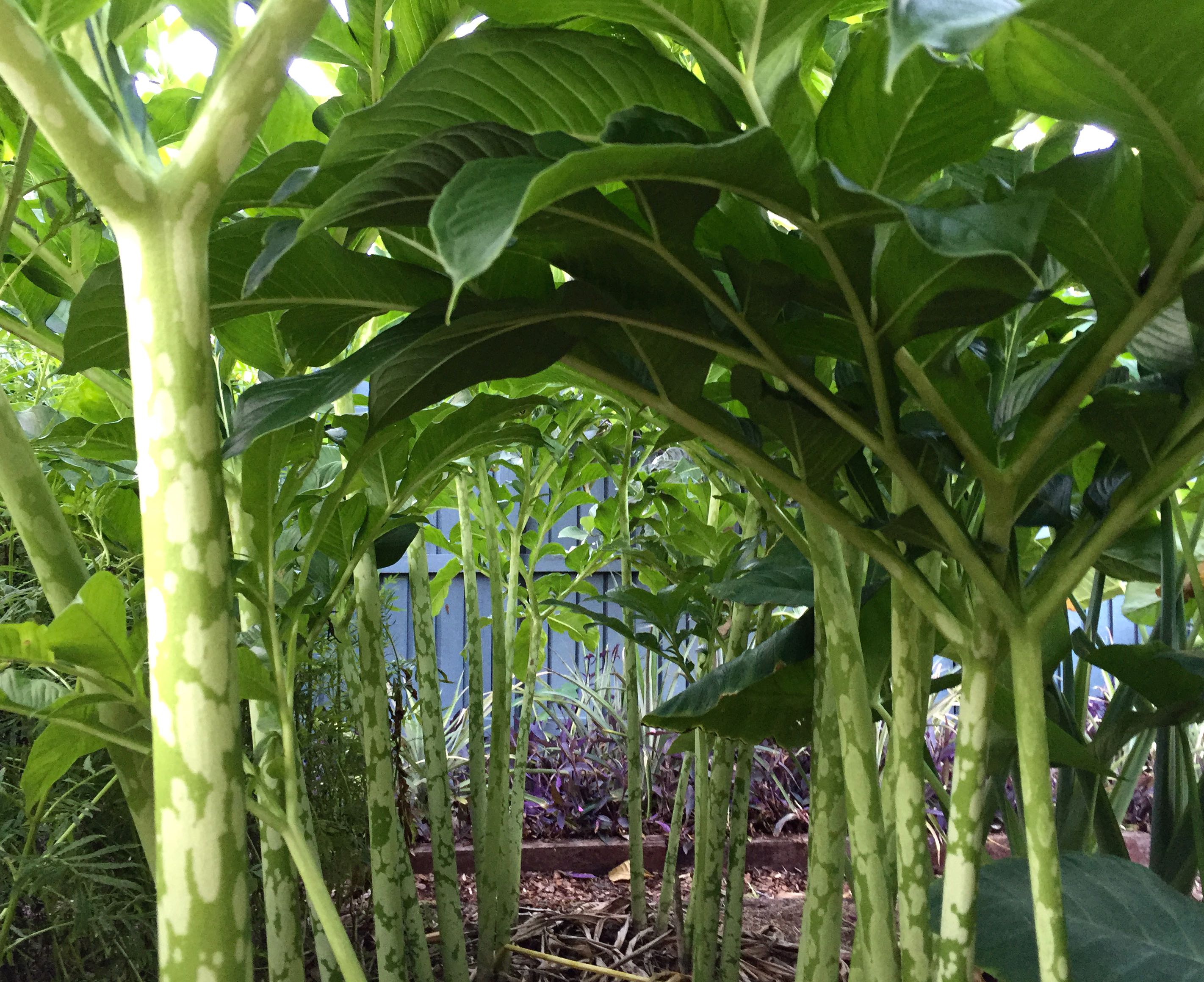 Elephant Foot Yam: The Gift That Keeps On Giving – Jerry Coleby-Williams