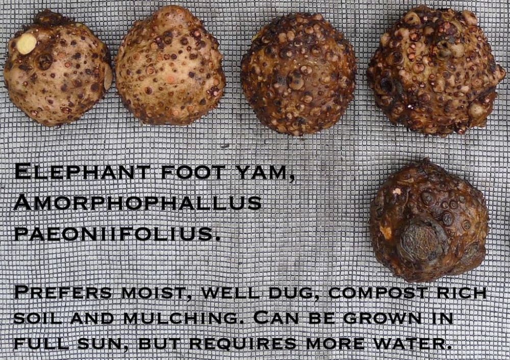 Elephant Foot Yam: The Gift That Keeps On Giving – Jerry Coleby-Williams