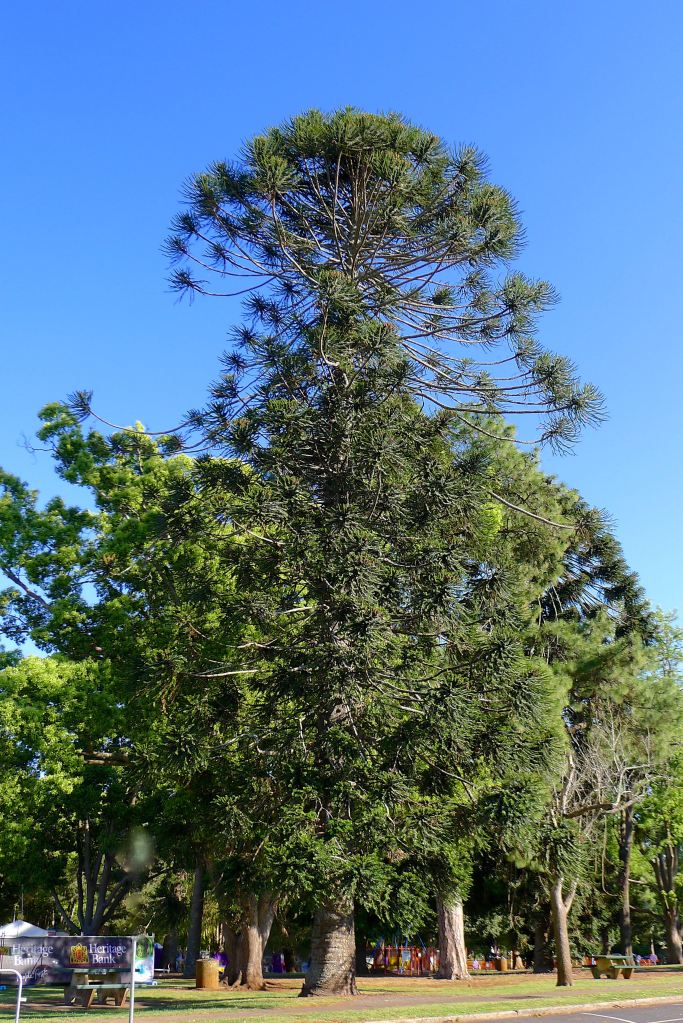 Bunya: Prehistoric Plant, Ancient Australian Food Tradition – Jerry ...