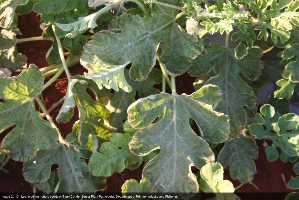 Queensland Cucumber Mosaic Virus Alert – Jerry Coleby-Williams