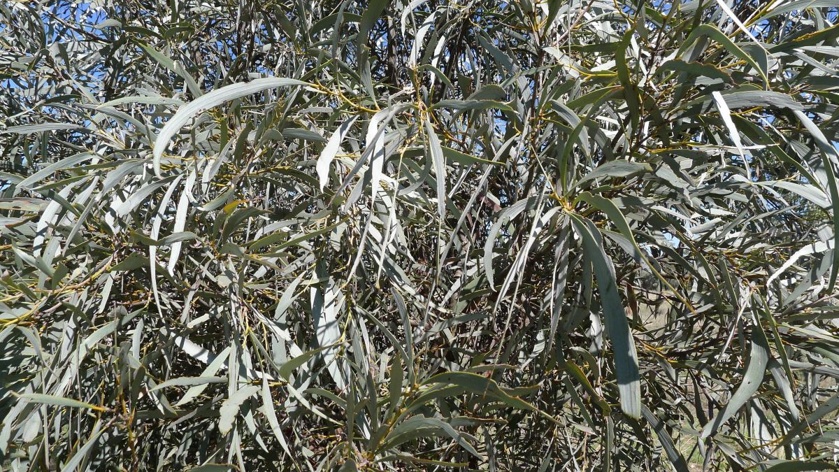 Meet Brigalow, a national Treasure. – Jerry Coleby-Williams