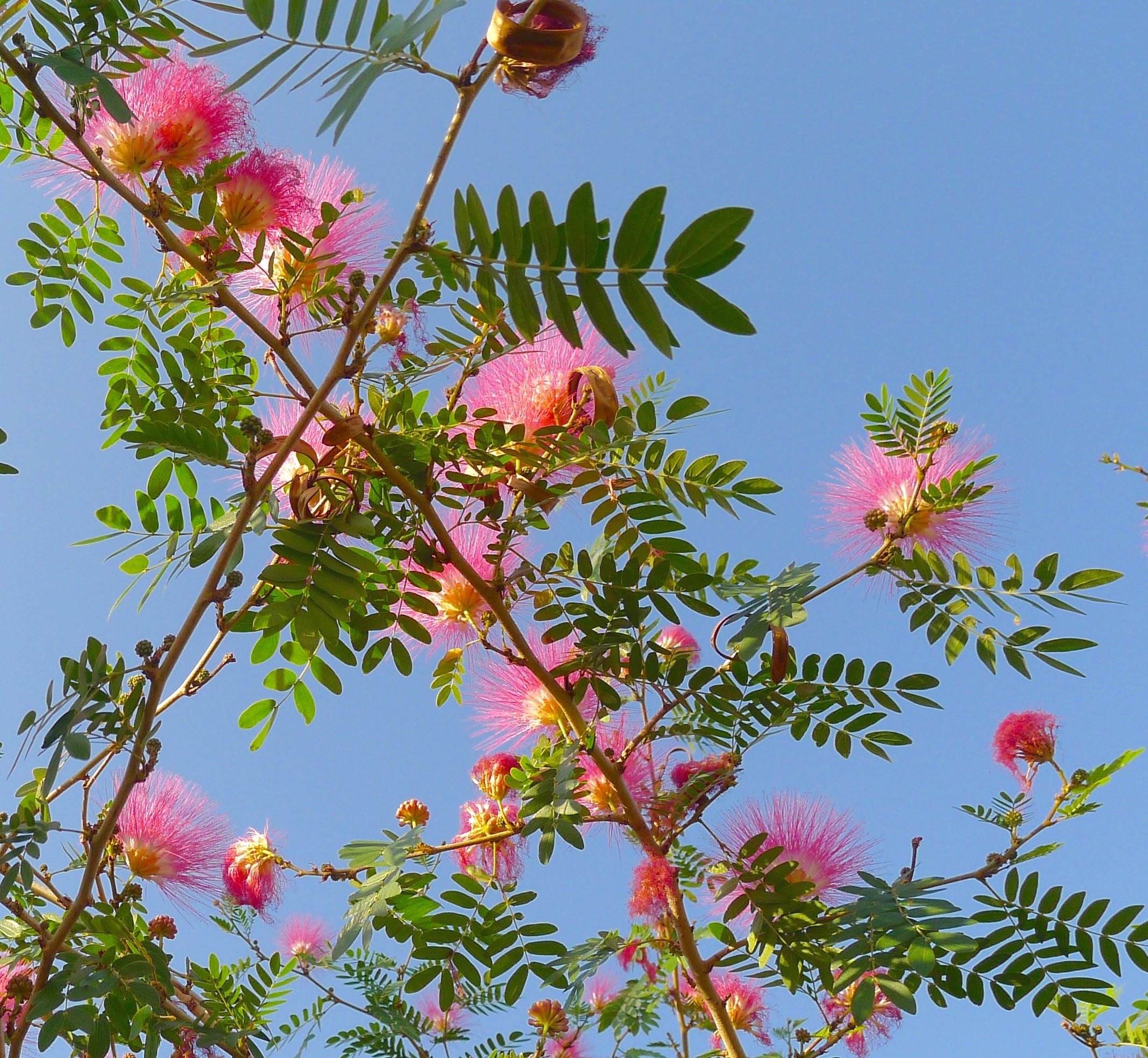 Surinam Powderpuff tree, Calliandra surinamensis – Jerry Coleby-Williams