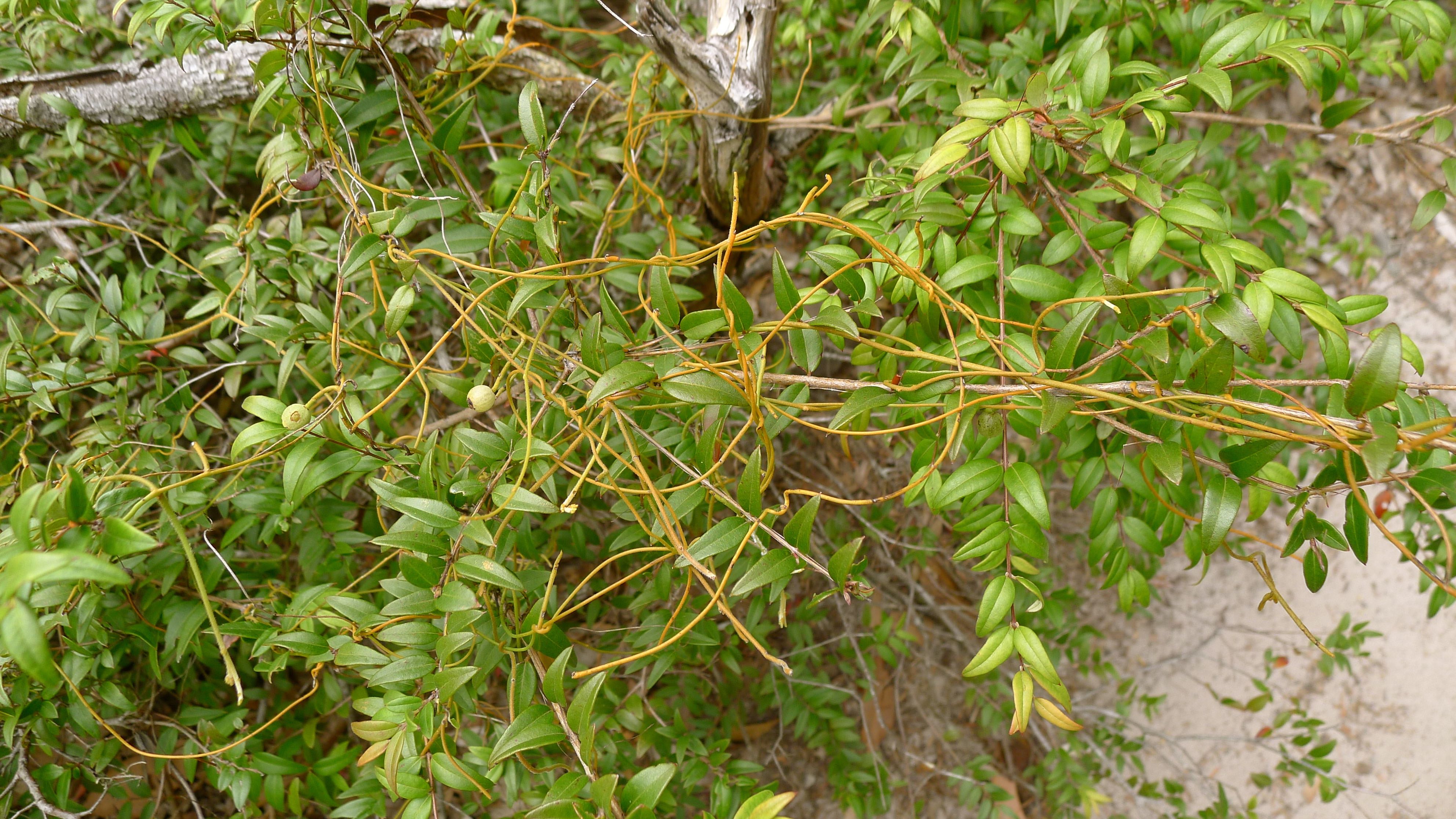 Cassytha sp. – 1 – Jerry Coleby-Williams