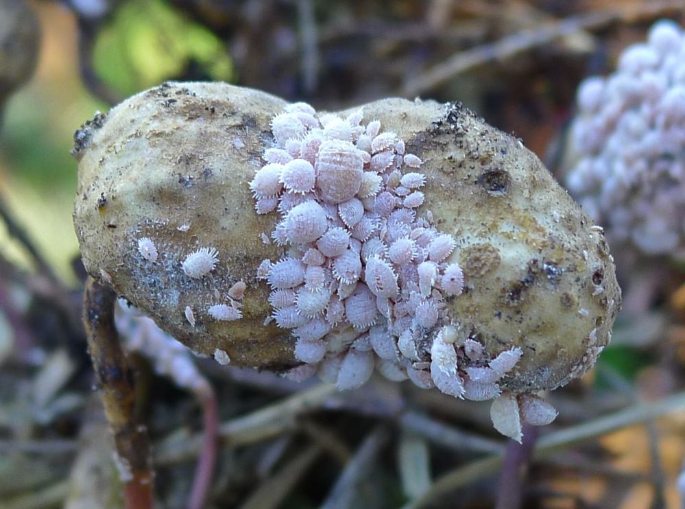 Mealybug: Kill! Kill! But How? – Jerry Coleby-Williams